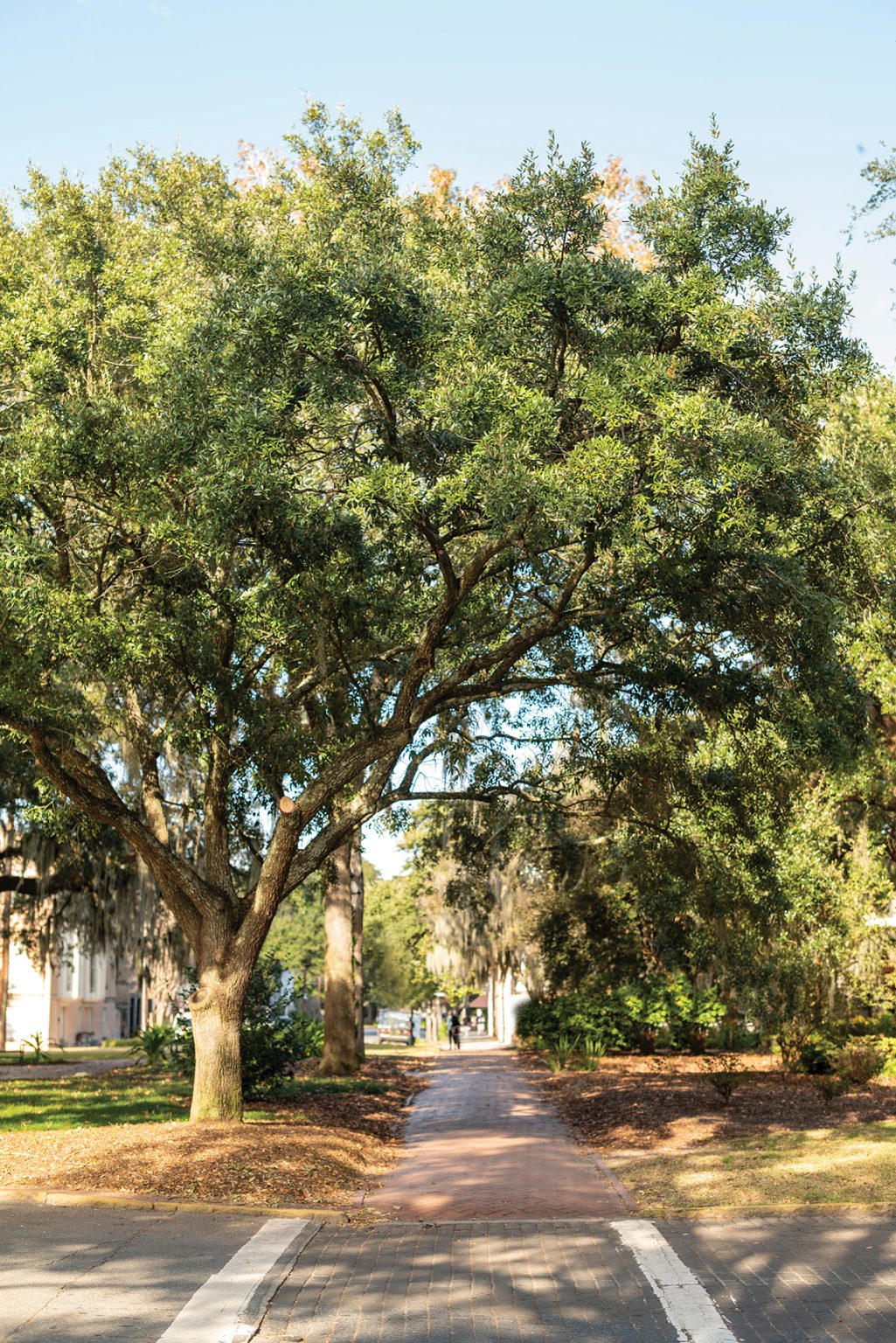 The Woman Behind Savannah's Taylor Square | Savannah Magazine
